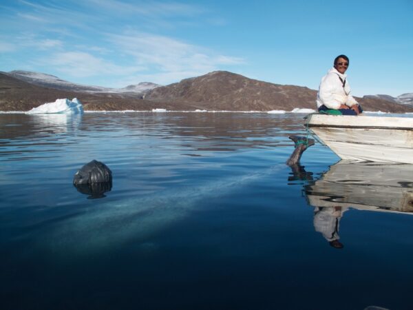 Greenland. Narwhal harpooned from the kayak. - Univers Voyage