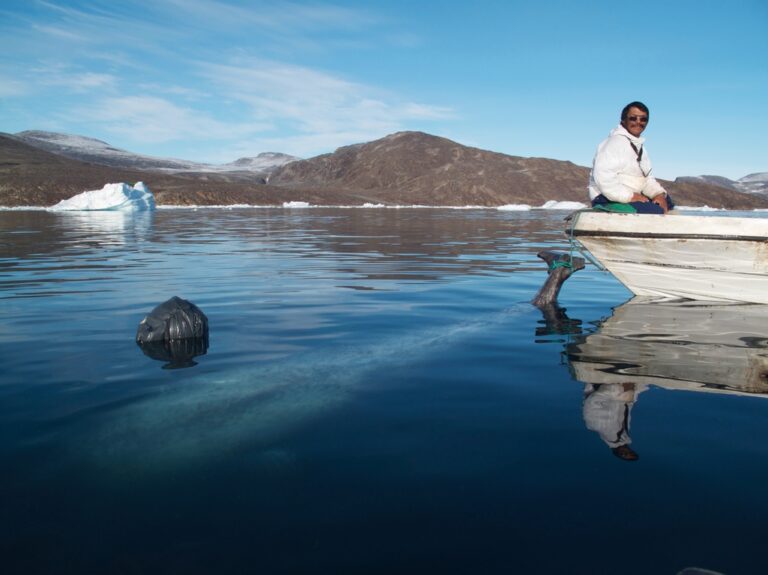 Greenland. Narwhal harpooned from the kayak. - Univers Voyage