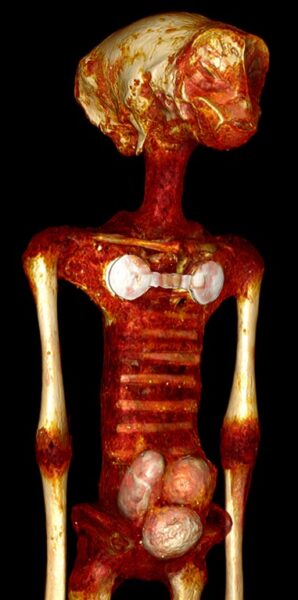 The non-human mummies of Nazca: The discovery of two new species ...